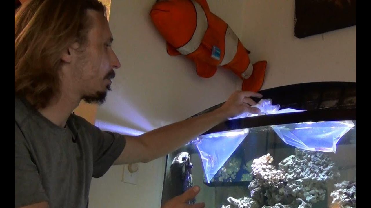 Adding Fish to an Established Aquarium - YouTube