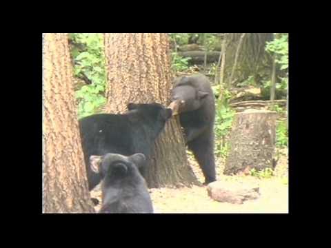 "I Can't Wait To Hibernate" by Brent Holmes - YouTube