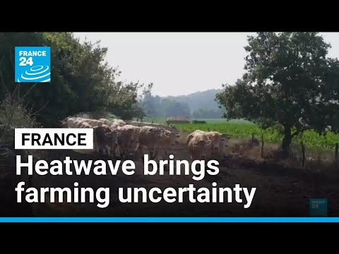 Climate-change driven heatwave brings uncertainty to French farmers • FRANCE 24 English