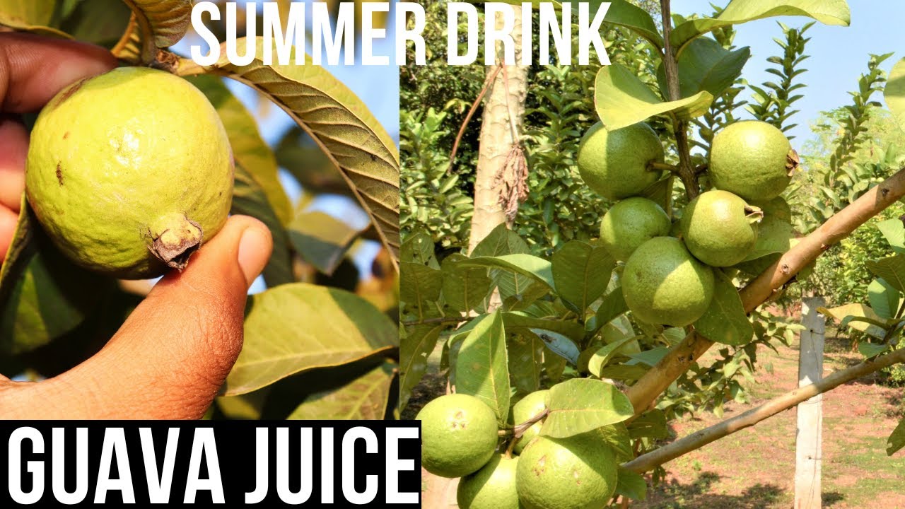 Guava Juice | Peru Juice | Peru Sharbat - YouTube