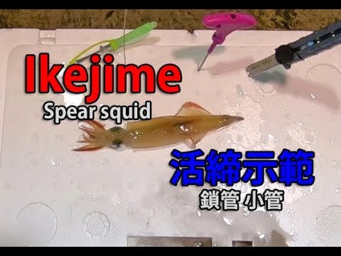 IkeJime method: How to dispatch a Spear squid (YariIka) - YouTube