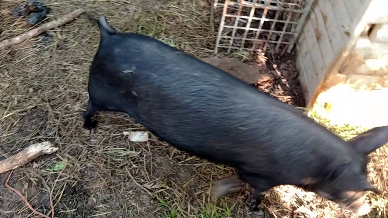 Feeder pig setup 2016 - YouTube
