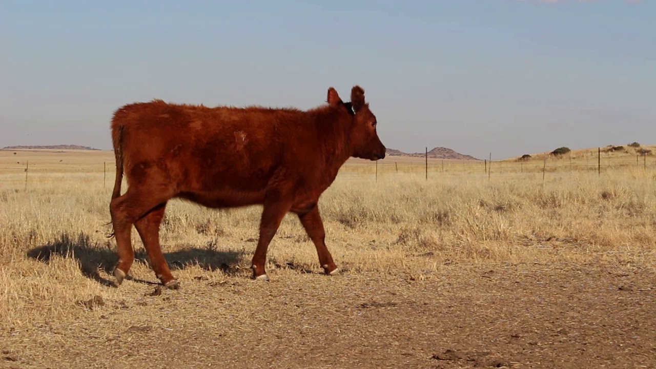 BKB | Transgariep Angus & Afrigus | LOT 13 A | 5 DW19 1314 - YouTube