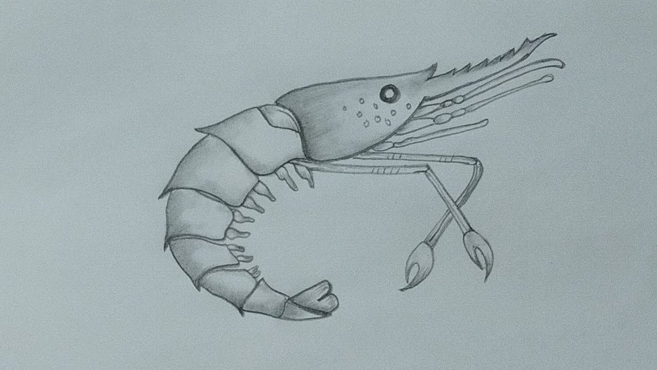 How to shrimp fish step by step for beginners/Shrimp fish art/চিংড়ি ...