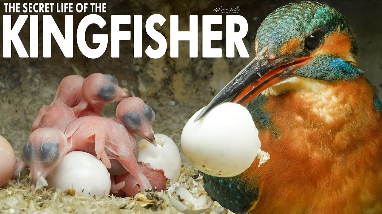 Secret Life of the Kingfisher | Discover Wildlife | Robert E Fuller - YouTube
