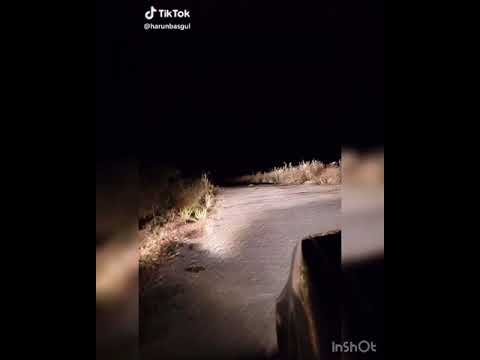 TikTok hayvanlar alemi :-)