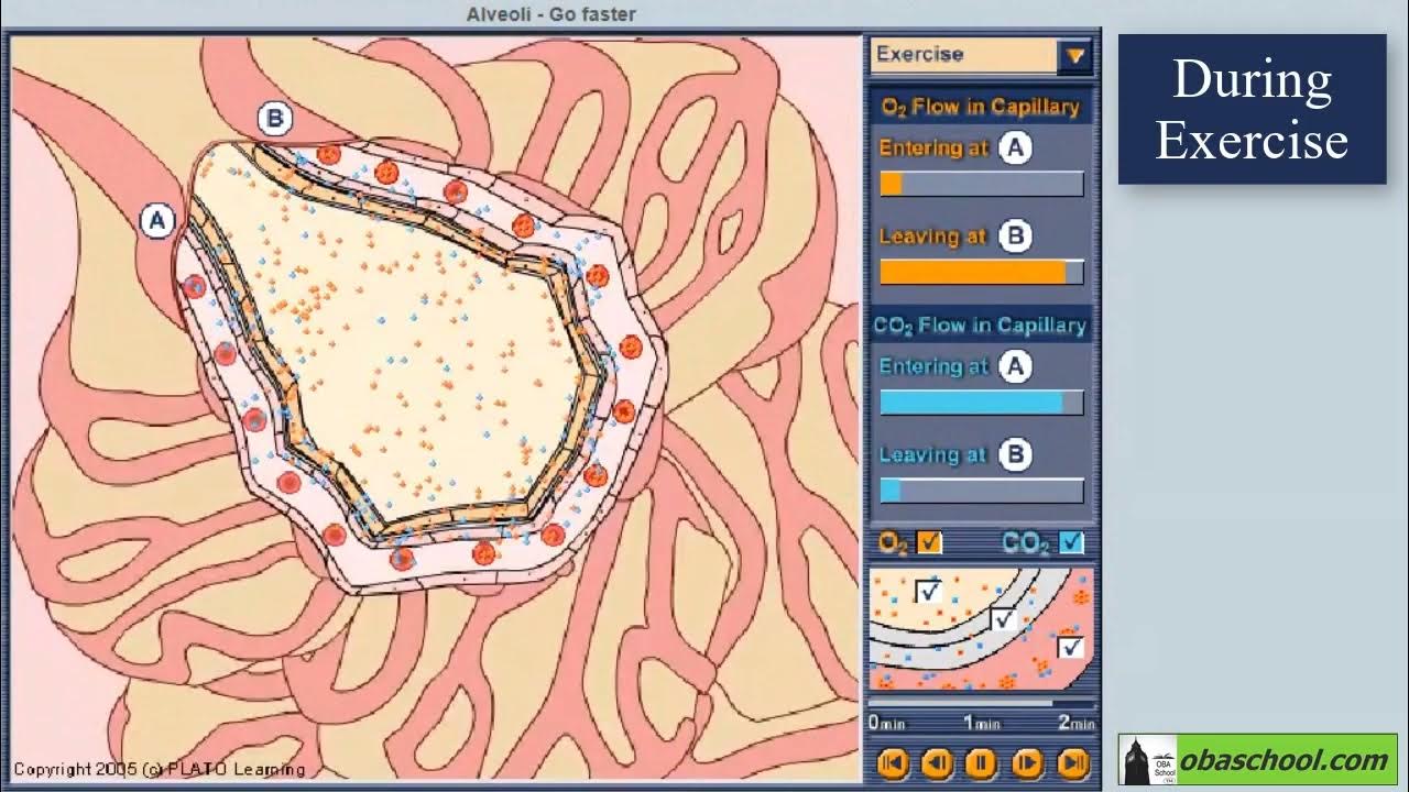 GCSE Biology Revision - Organising Animals and Plants - Helping the ...
