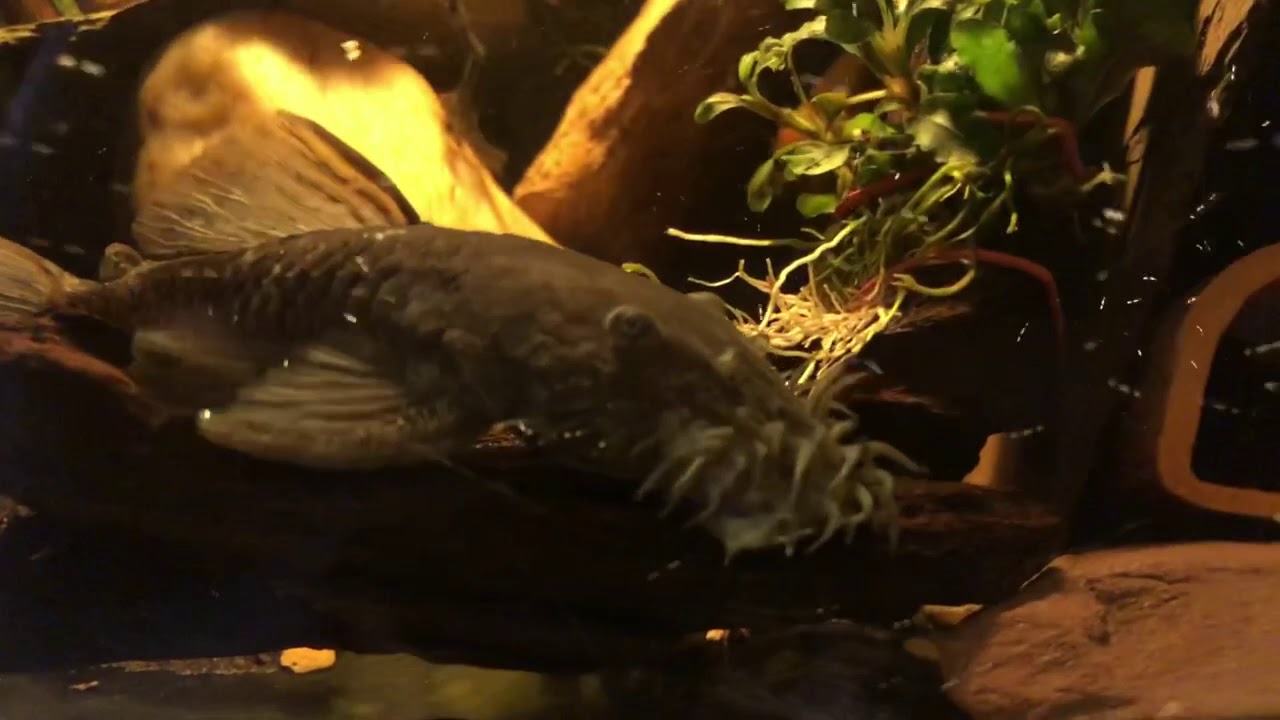 Medusa Pleco L-34 Ancistrus Ranunculus - YouTube
