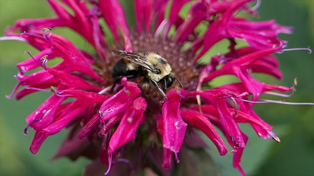 Nectar Robbing Monarda didyma 'Jacob Cline' - YouTube
