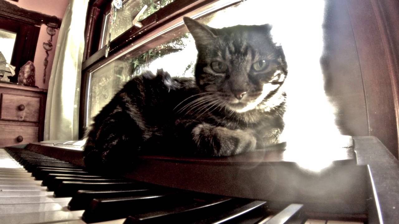 RADIOCAT Music for cats "Perpetua Song" - YouTube