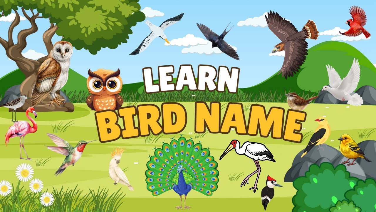 Learn Bird Names for Kids | Fun Vocabulary Lesson! - YouTube