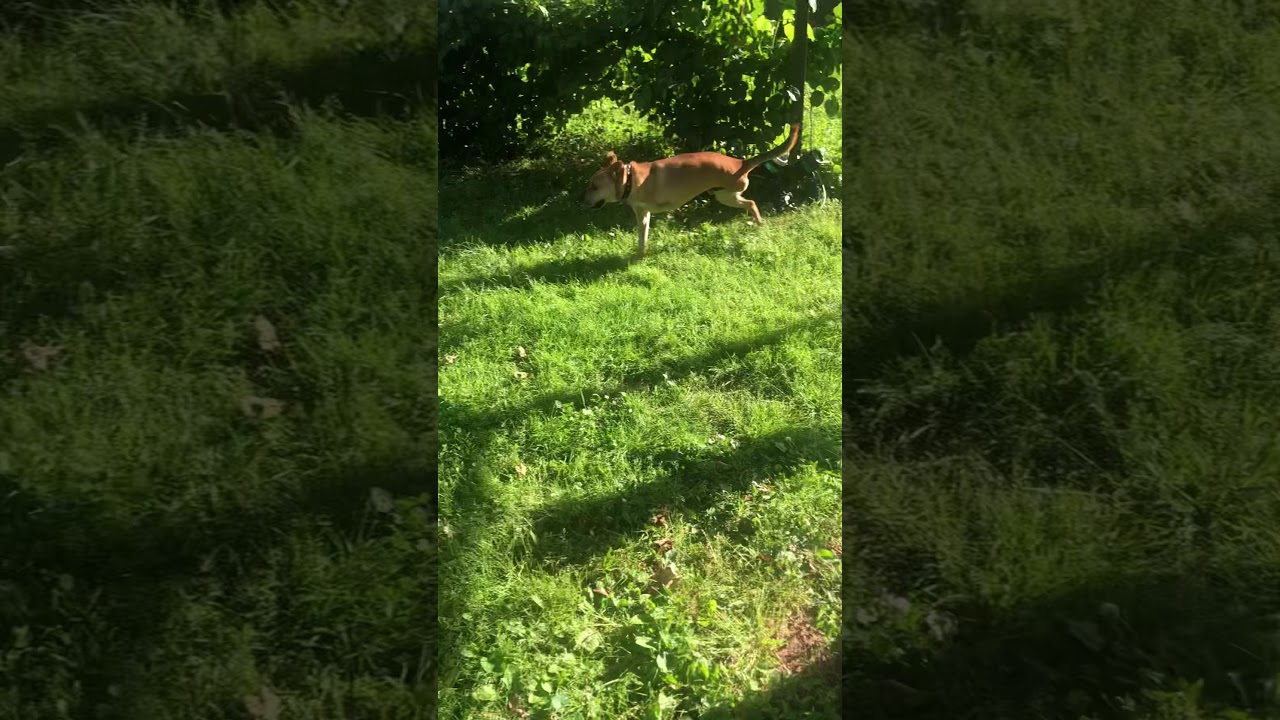 2-legged dog run! - YouTube