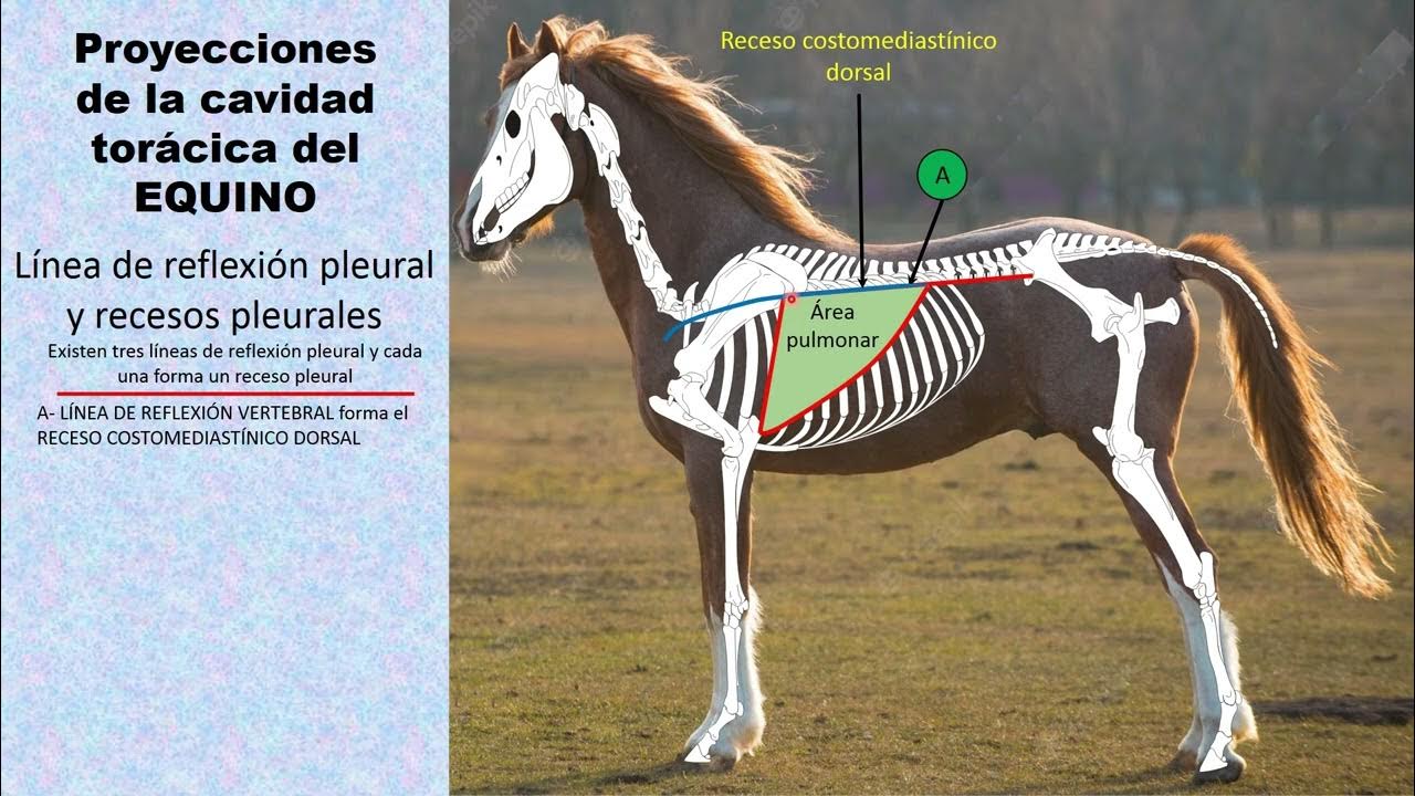 Proyecciones viscerales de la cavidad torácica en el EQUINO - YouTube