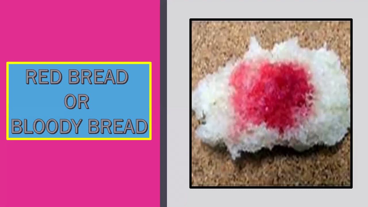 Spoilage of bread - YouTube