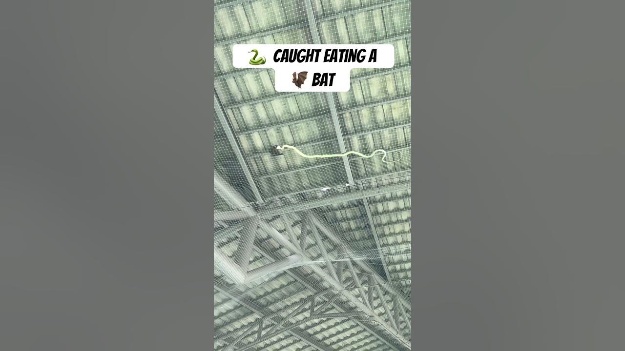 Snake eating bat #thailand #snake #snakes #snakevideo #animals # ...