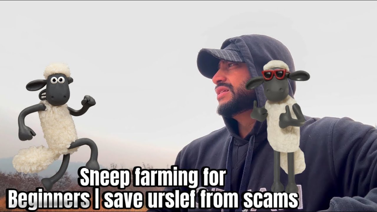 Sheep farming for beginners | How u can save yourself from scam if u r a beginner | Ovais reshi ...