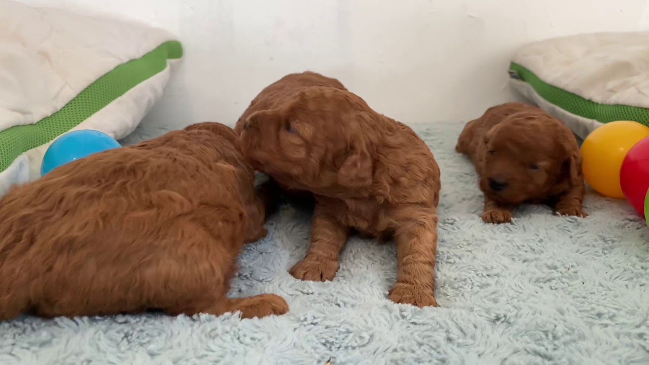 Deep red Toy Cavapoo puppies for sale - YouTube