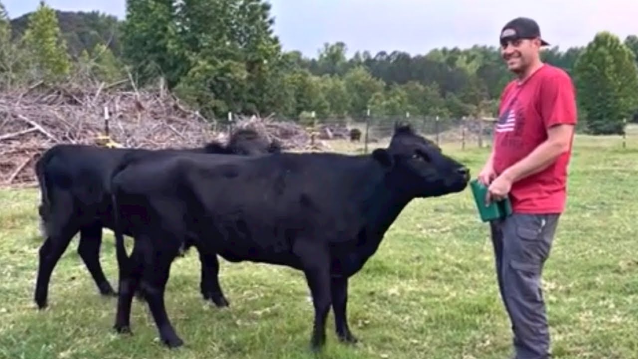 Getting New Dexter Cows! - YouTube
