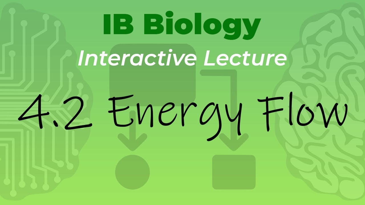 [OLD2016] IB Biology 4.2 - Energy Flow - Interactive Lecture - YouTube