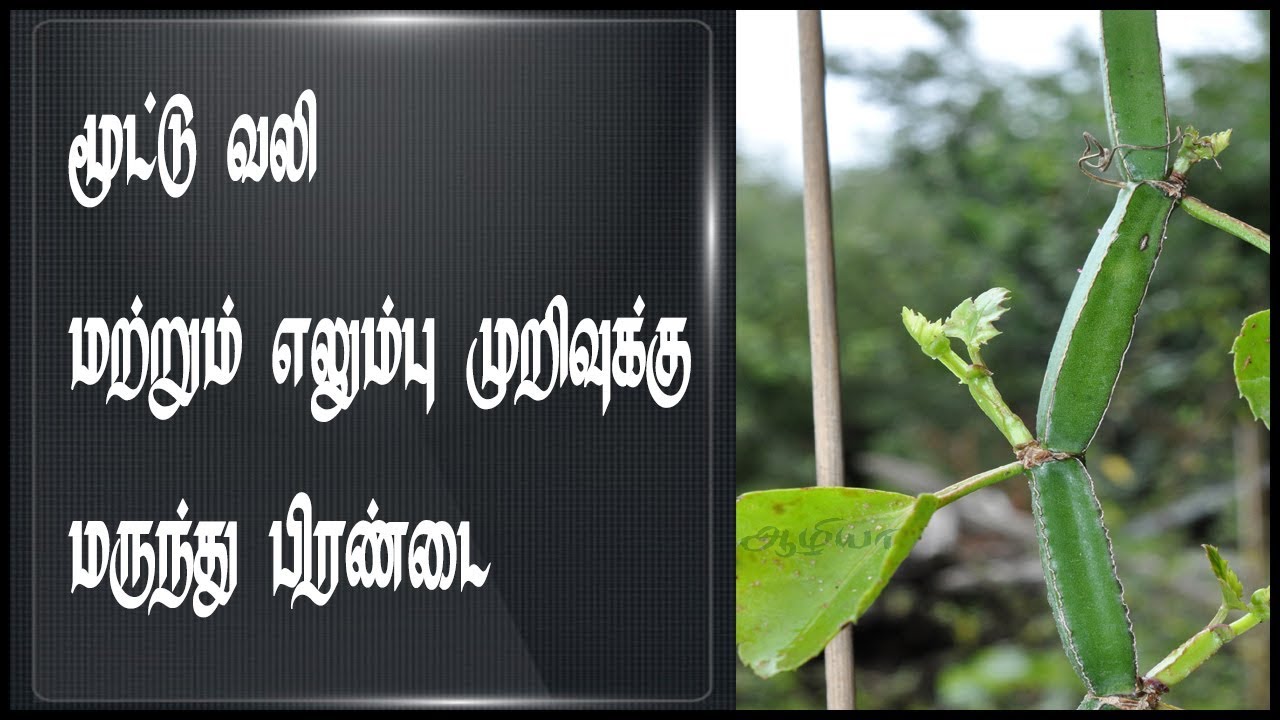 Pirandai | Pirandai powder | Pirandai Benefits | Pirandai in Tamil ...