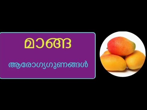 👉Live മാങ്ങയുടെ ആരോഗ്യ ഗുണങ്ങൾ Mango Health Benefits #Healthtips #healthbenefits #viral