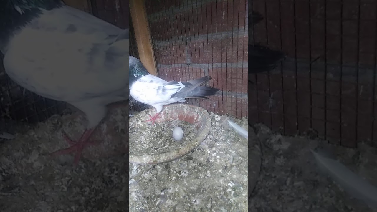 Orignal goldan female for sel loceshan gujranwala cargo avl(1) - YouTube