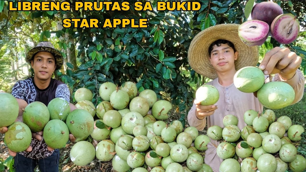 LIBRENG PRUTAS SA BUKID HULING PITAS NANATIN NG STAR APPLE - YouTube