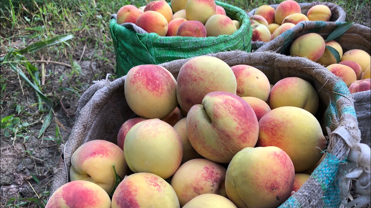 The famous fruit swat peach || famous fruit of Pakistan - YouTube