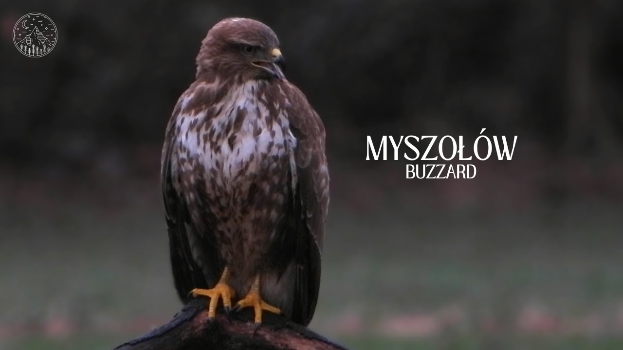 Myszołów | Buzzard - YouTube
