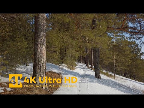 A Small Walk in Early Spring Forest - YouTube