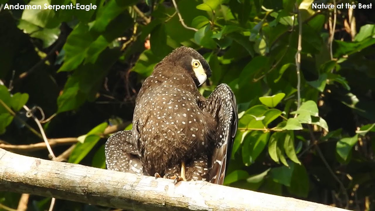 Birds of Andamans - Endemic Birds, Andaman & Nicobar Islands, Nature at ...
