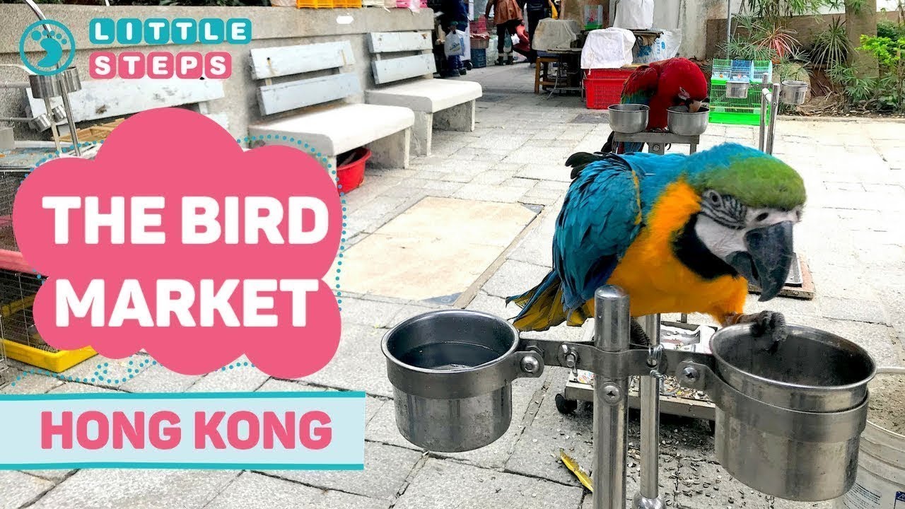 Visiting Yuen Po Bird Garden - Hong Kong Bird Market - YouTube