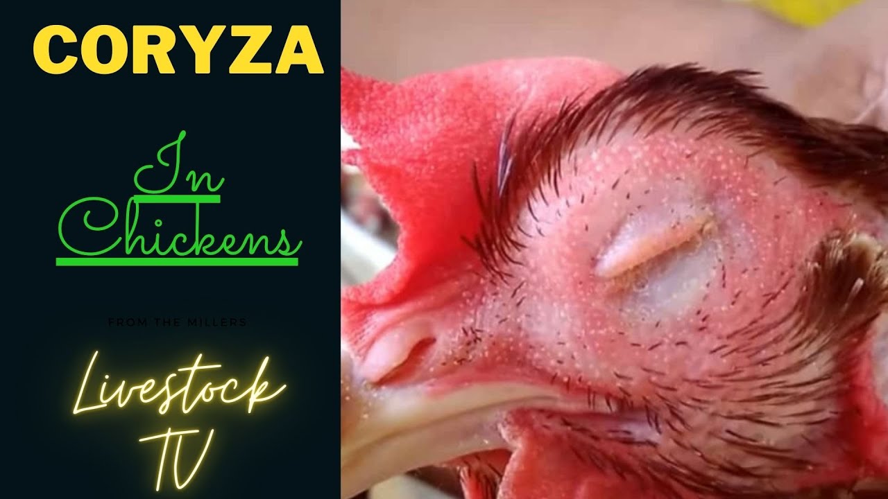 Coryza Treatment in Chickens, signs, coryza bacteria - YouTube