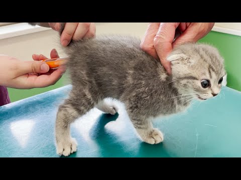 Kitten Lulu screaming at the first hospital - YouTube