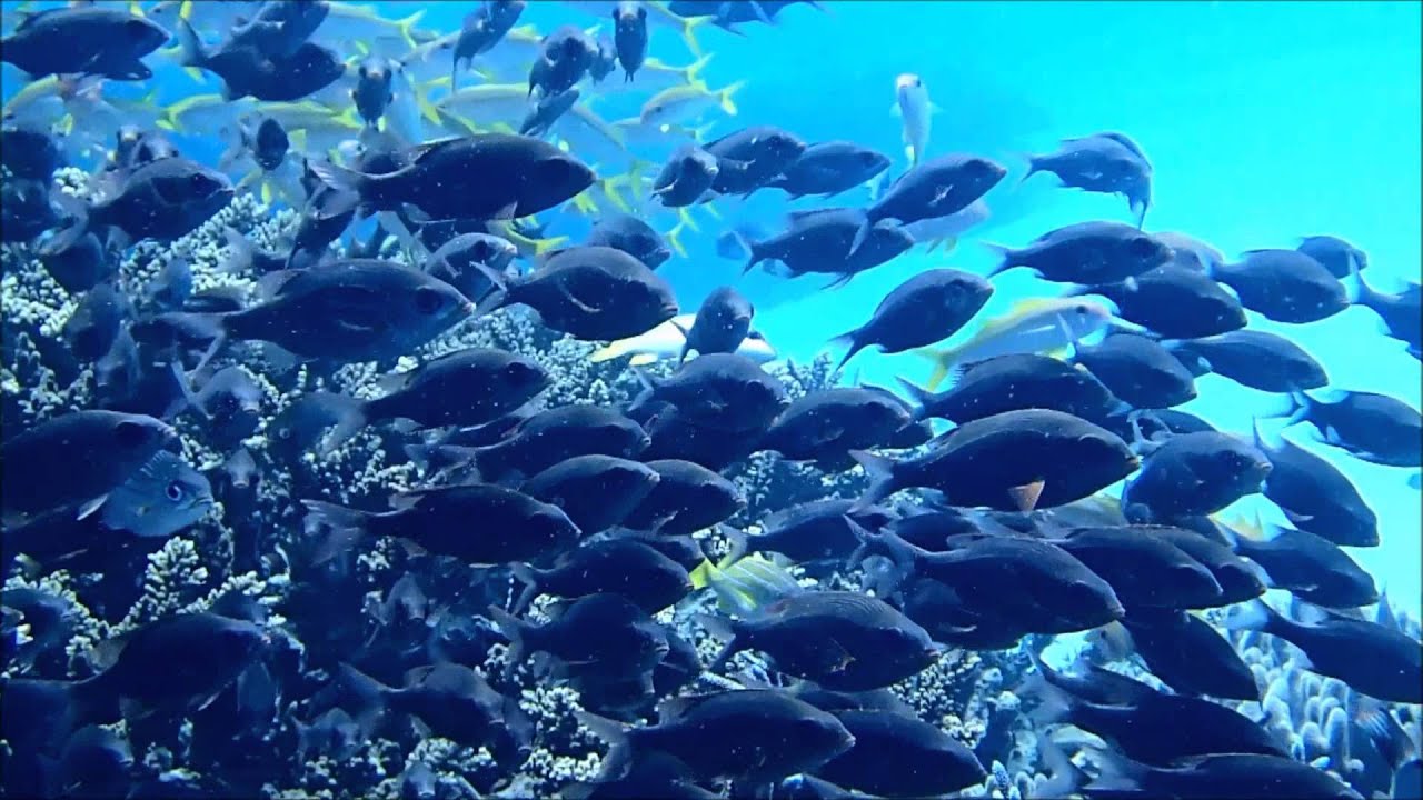 Scuba Diving The Ribbon Reefs Australia 2013 HD - YouTube