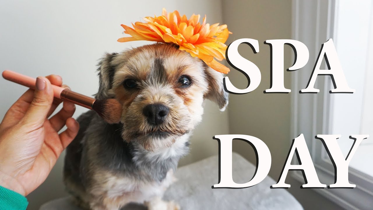 ASMR SPA DAY Pampering My Dog 🐶 Closeup Soft Speaking #DogASMR - YouTube