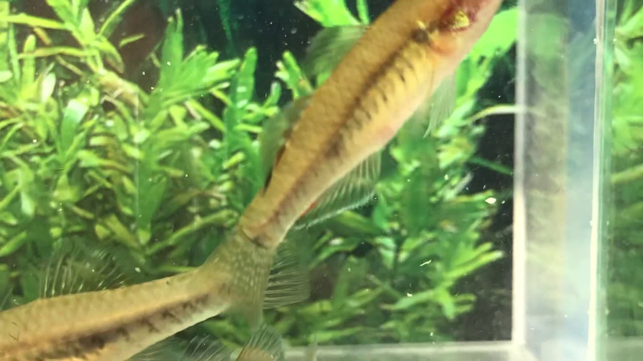 EMPIRE GUDGEON (Hypseleotris compressa) - YouTube