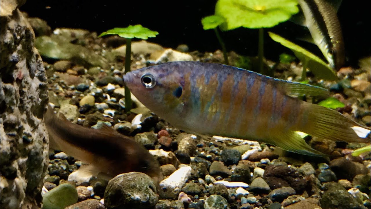 Paradise Gourami | Community Tank - YouTube