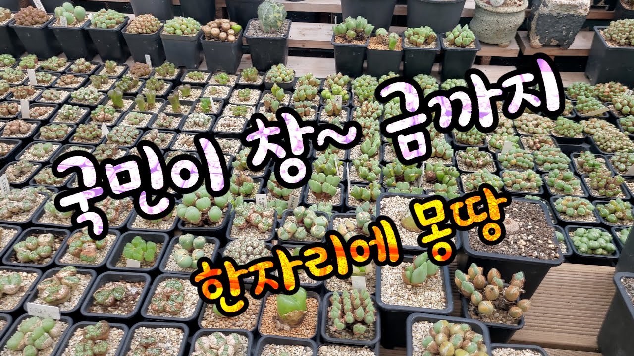 국민이에서 창다육이 이제는 금다육까지 섭렵하신 농장주 국민다육 창다육 금다육 계룡산다육 Youtube