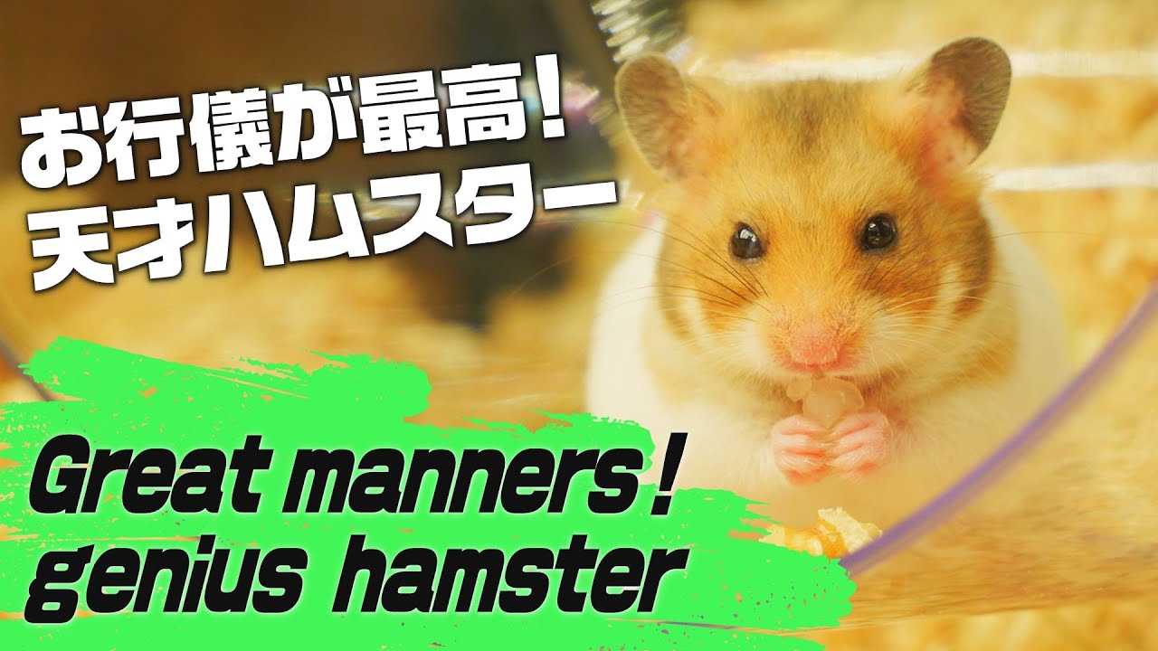 【溺愛】お行儀が良すぎる天才ハムスター～ A genius hamster who is too well-behaved - YouTube