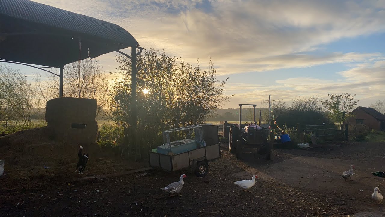 Monday morning rush hour live at the farm - YouTube