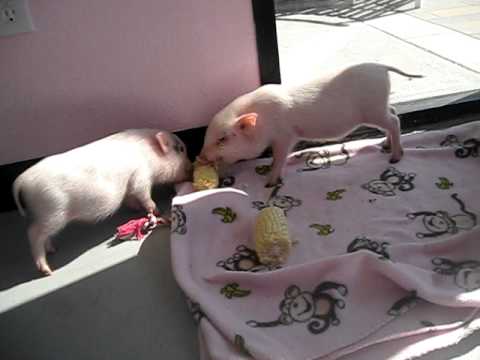 Micro Mini Pigs Eating Corn - YouTube