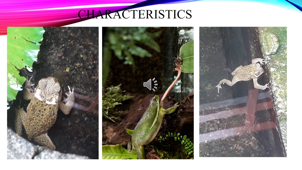 BI201 R- selected species. - YouTube