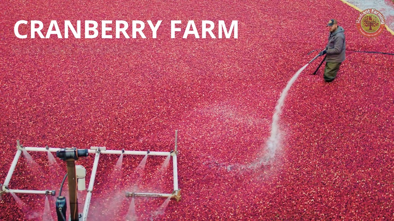 How MILLIONS of Cranberries Are Cultivation - Harvest - Production ...