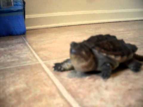 Common Snapping Turtle Attacks My Camera - YouTube
