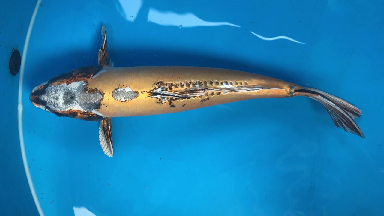 926 High quality Kin Kikokuryu 51 cm Sansai - YouTube