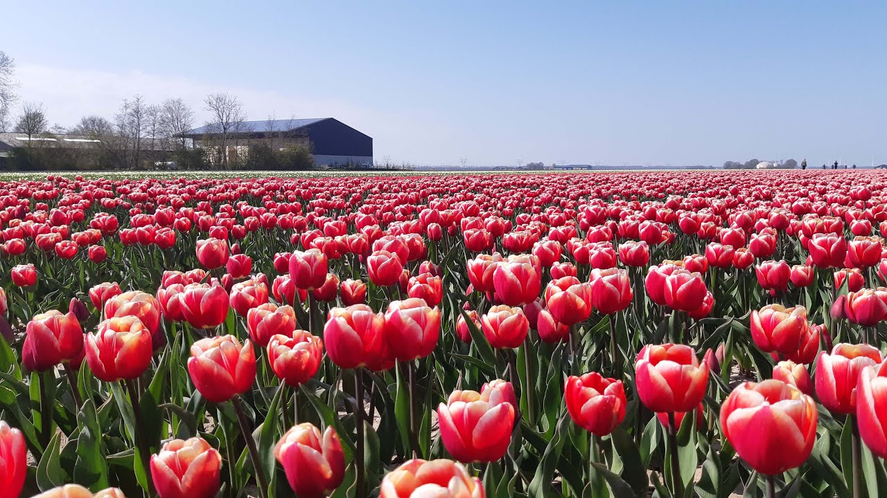 Tulip Fields Netherlands // Spring Season 2021 - YouTube