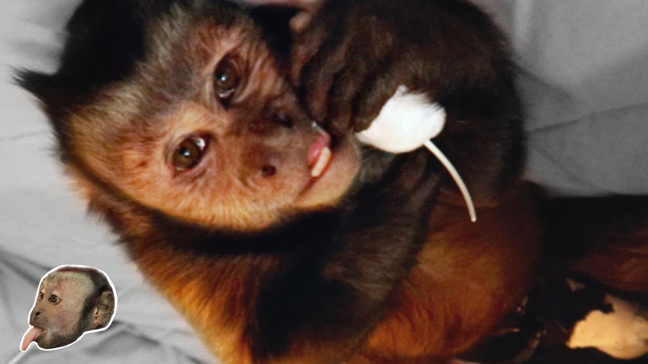 Capuchin Monkey with Robotic Mice - YouTube