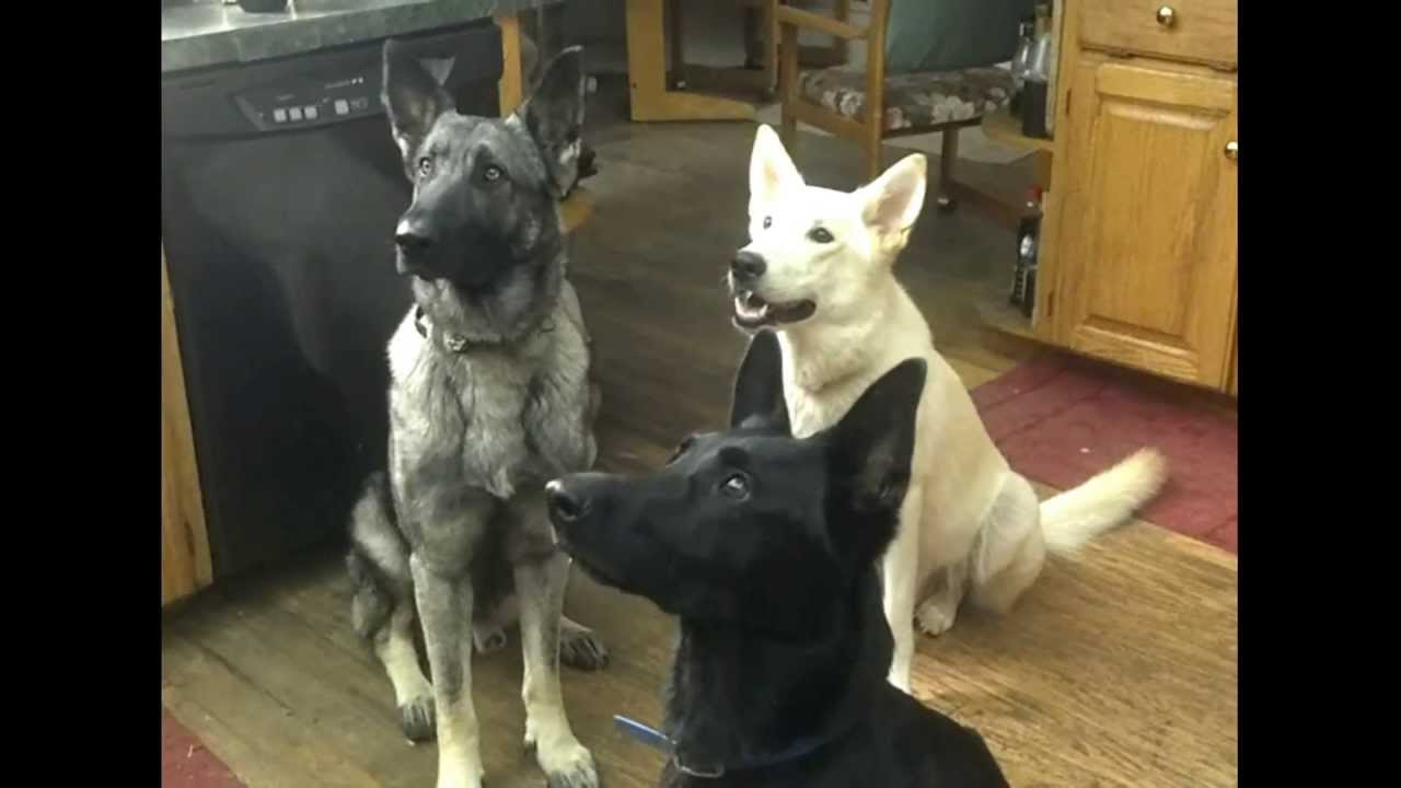 Naughty Dogs - YouTube