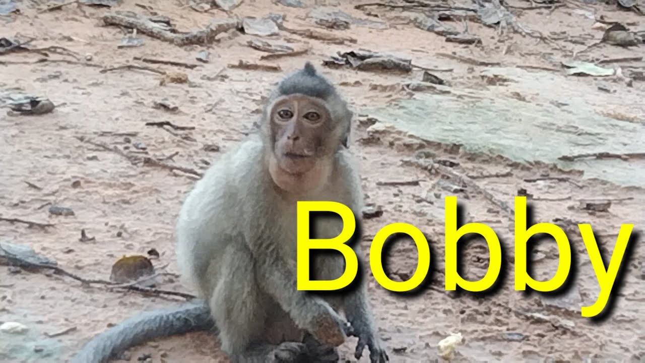 Let's go to see monkey Angkor Bobby - YouTube